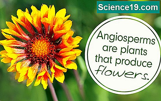 Angiosperms: Ορισμός, κύκλος ζωής, τύποι και παραδείγματα 💫 ... Angiosperms: Ορισμός, κύκλος ζωής, τύποι και παραδείγματα 💫 ...