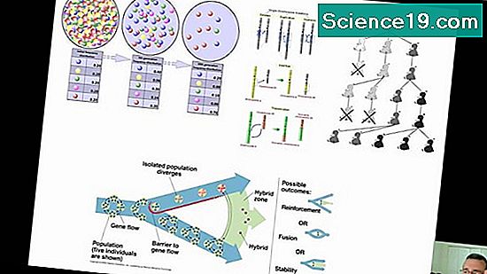 Microevolution Vs Macroevolution Benzerlikler Ve Farklılıklar 💫 Bilimsel Ve Popüler Multimedya