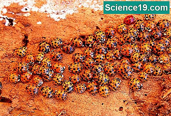 Ποια είναι μερικά ζώα στην ημίξηρη έρημο Biome; 💫 Επιστημονική Και ...