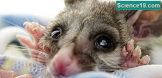 Bilbies Yaşam Döngüsü 💫 Bilimsel Ve Popüler Multimedya Portalı. 2025