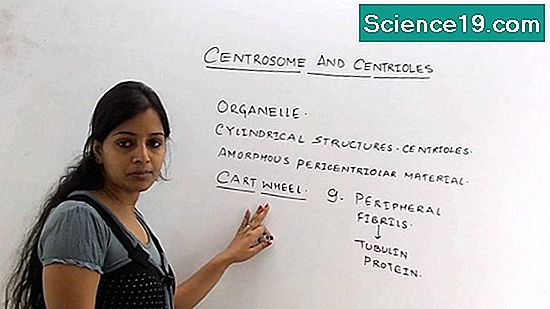 Centriole: Definicija, funkcija i struktura 💫 Znanstveno-Popularni ... Centriole: Definicija, funkcija i struktura 💫 Znanstveno-Popularni ...