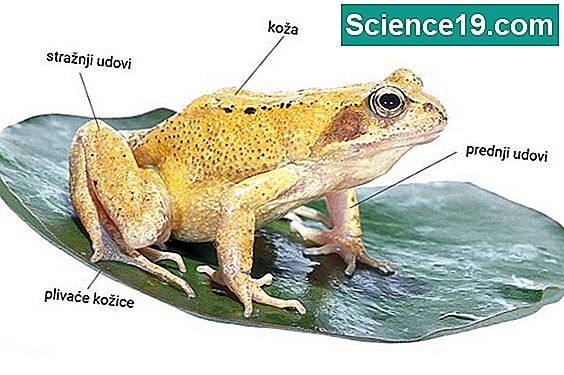 Koja je uloga glukoze u tijelu? 💫 Znanstveno-Popularni Multimedijalni ...