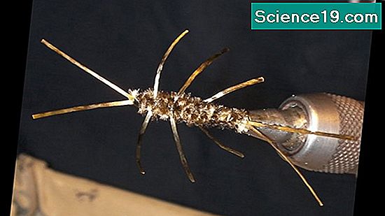A Stonefly életciklusa 💫 Tudományos És Népszerű Multimédiás Portál. 2025