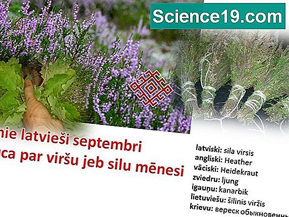 Elpošanas un asinsrites sistēma cilvēka ķermenī 💫 Zinātnes Un Populārs ...