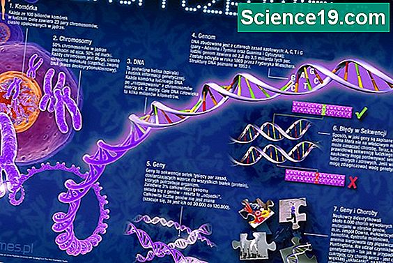 Sekwencjonowanie DNA: definicja, metody, przykłady 💫 Naukowe I ... Sekwencjonowanie DNA: definicja, metody, przykłady 💫 Naukowe I ...