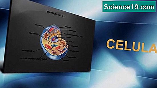 Celula eucariotă: definiție, structură și funcție (cu analogie și ...