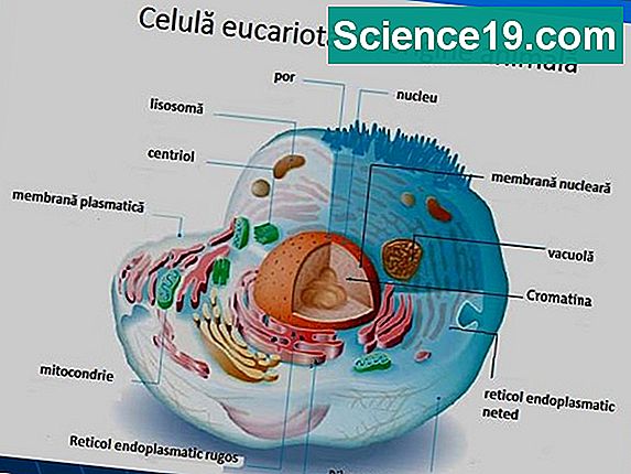 Celule procariote: definiție, structură, funcție (cu exemple) 💫 Portal ...