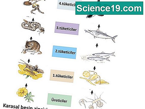 Sucul Ekosistemde Abiyotik Faktörler 💫 Bilimsel Ve Popüler Multimedya ...