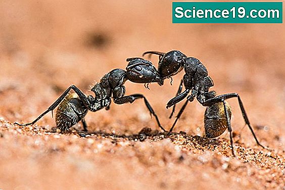 Antibiyotik Direnci: Tanımı, Sebepleri ve Örnekleri 💫 Bilimsel Ve ... Antibiyotik Direnci: Tanımı, Sebepleri ve Örnekleri 💫 Bilimsel Ve ...