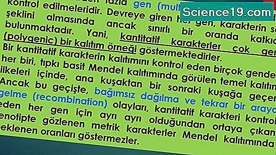 İki Gamet Füzyon Nedir? 💫 Bilimsel Ve Popüler Multimedya Portalı. 2025