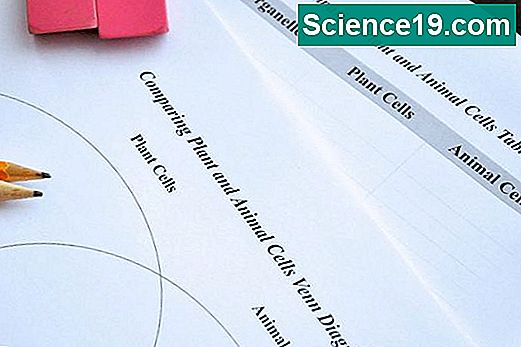 Taime- ja loomarakkude tegevused neljandas klassis 💫 Teaduslikud Ja ...