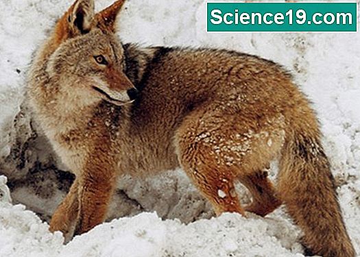 Cum se identifică urmele de animale din Pennsylvania 💫 Portal ...