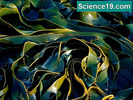 Deniz Kestaneleri Ekosistem İçinde Bulunmadığında Ormanları Kelp Eder ...