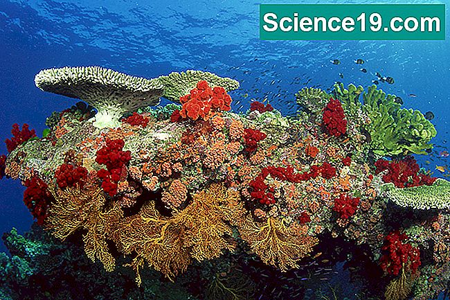 Ποια είναι η διαφορά μεταξύ LPS και SPS Corals; 💫 Επιστημονική Και ...
